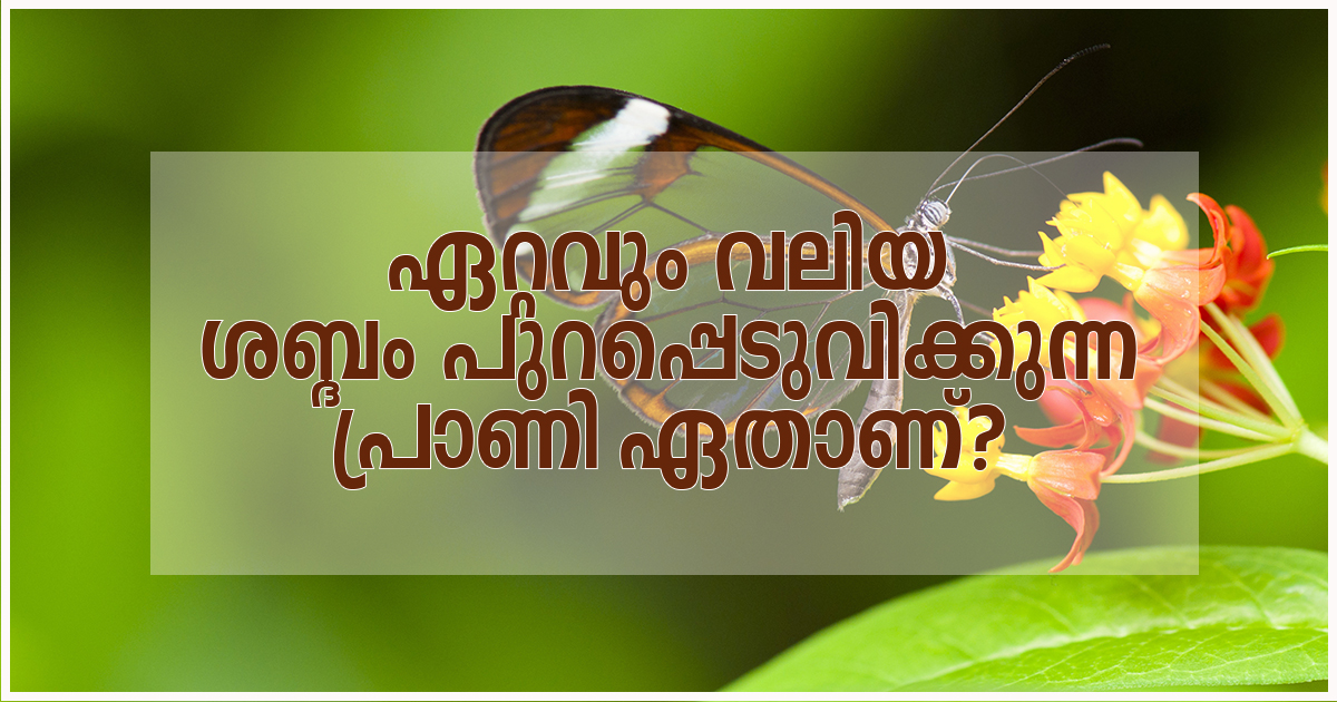 ഏറ്റവും വലിയ ശബ്ദം പുറപ്പെടുവിക്കുന്ന പ്രാണി ഏതാണ്?